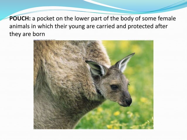 Unit 5: Kangaroos and Koalas | PPTX