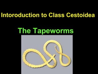 u,d,ds,.s,d.s,.d,çwleç,,d,nit 5. Tapeworms.ppt