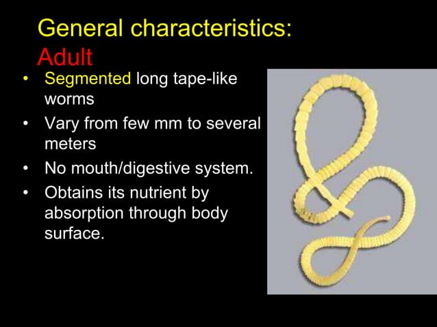 u,d,ds,.s,d.s,.d,çwleç,,d,nit 5. Tapeworms.ppt