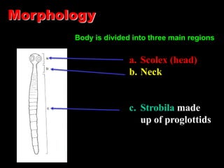 u,d,ds,.s,d.s,.d,çwleç,,d,nit 5. Tapeworms.ppt