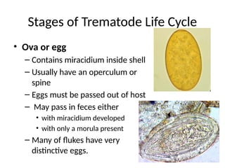 unit 5. Trematodes (flukes) (1).pptx plis | PPT