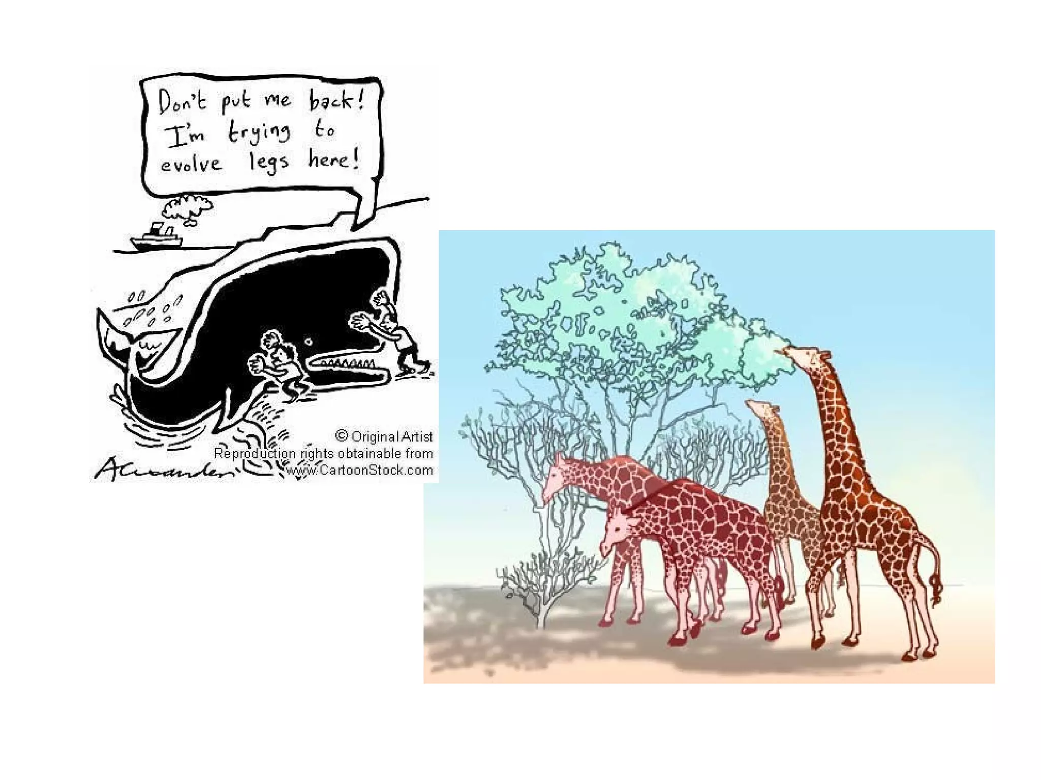 Unit5 biological evolution | PDF