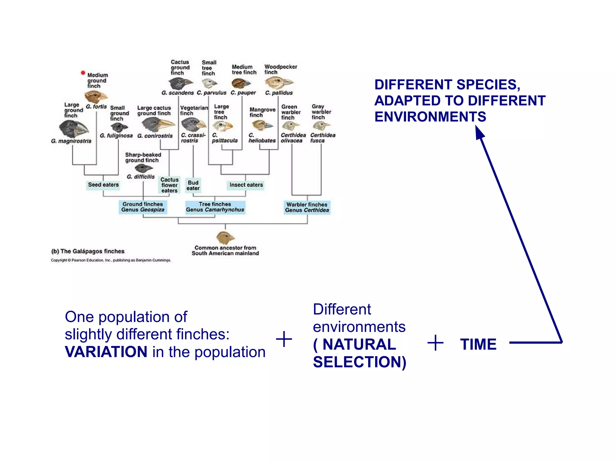 Unit5 biological evolution | PDF