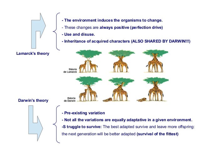 Unit5 biological evolution