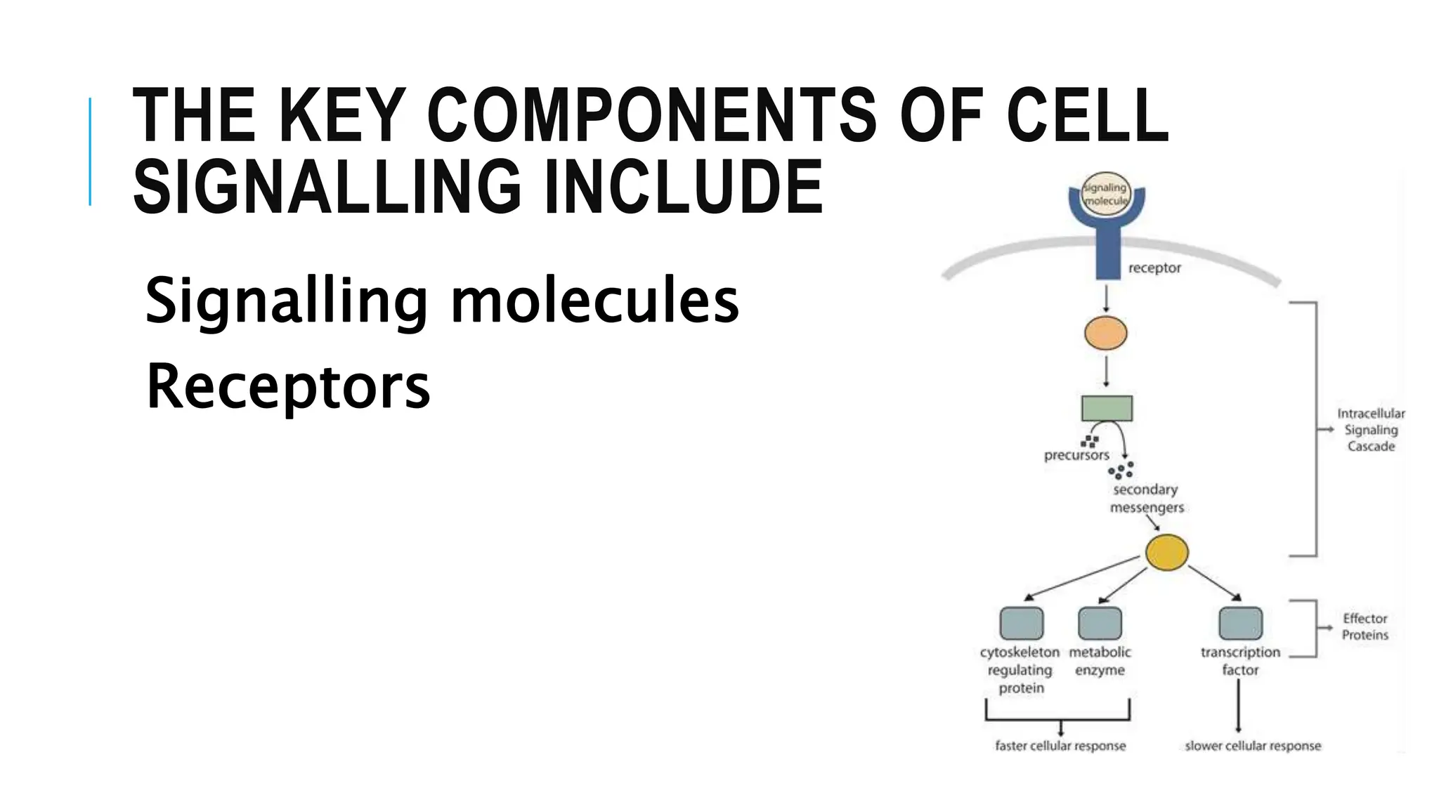 Unit 5- Cell Interactions and Signal Transduction.ppt