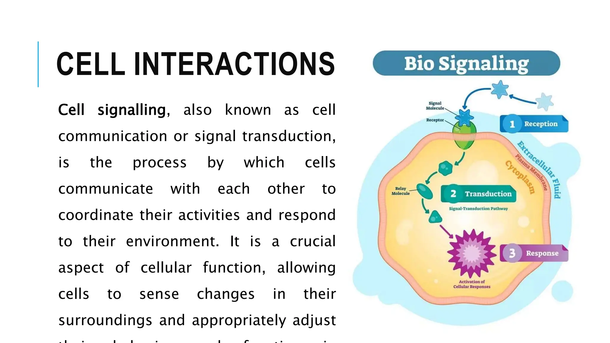 Unit 5- Cell Interactions and Signal Transduction.ppt