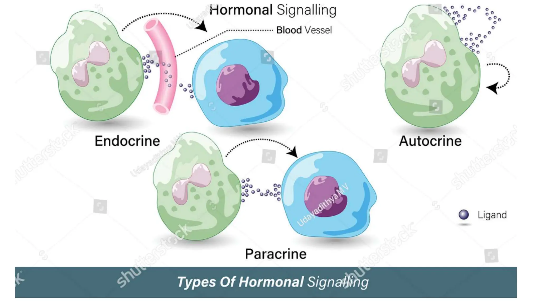 Unit 5- Cell Interactions and Signal Transduction.ppt
