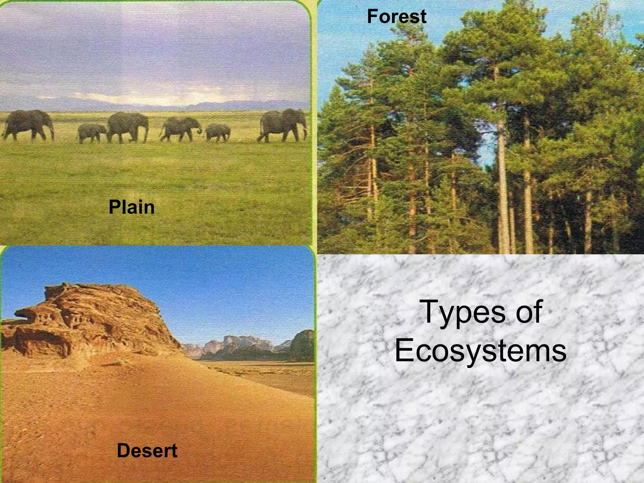 Ecosystem | PPT