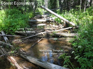 Ecosystem | PPT