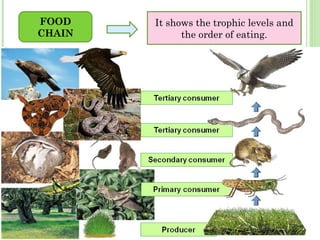Unit 5 Ecosystems | PPT