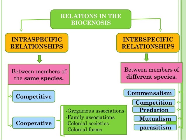 Intraspecific Competition In Ecology