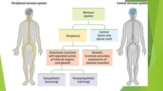 Unit 5 Nervous and endocrine systems | PPT