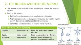 Unit 5 Nervous and endocrine systems | PPTX