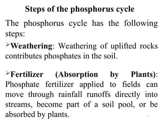 Unit 5 - Phosphorus Cycle 2025 (1)...ppt