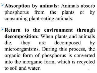 Unit 5 - Phosphorus Cycle 2025 (1)...ppt
