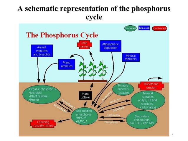 Unit 5 - Phosphorus Cycle 2025 (1)...ppt