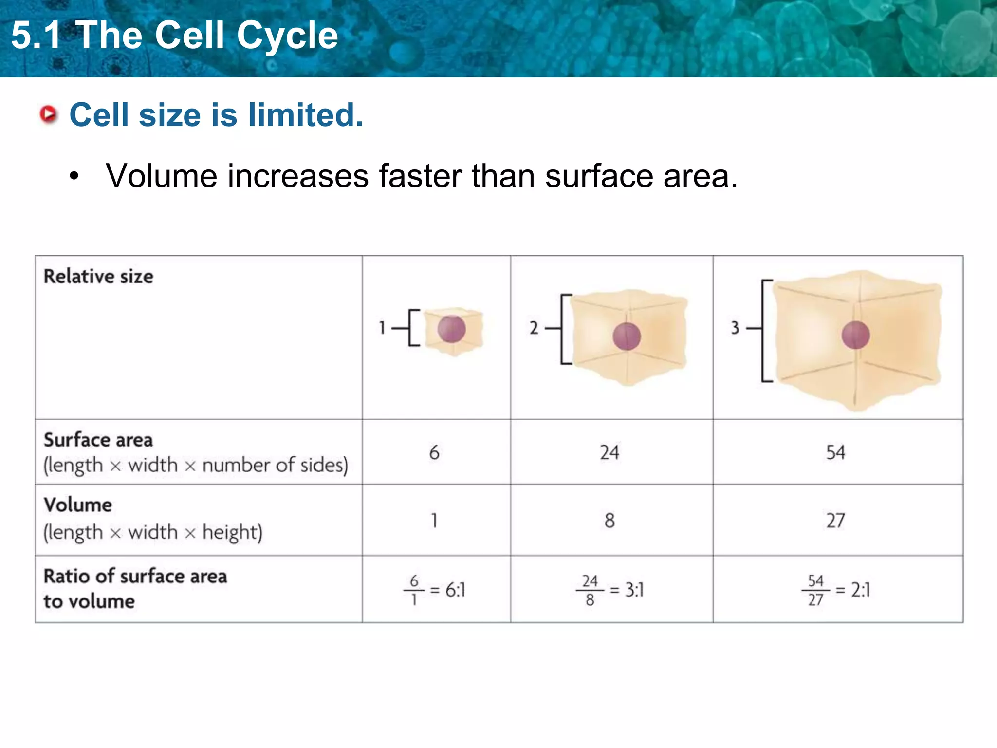 Unit 5 The Cell Cycle And Mitosis | PPTX