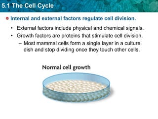 Unit 5 The Cell Cycle And Mitosis | PPTX