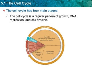 Unit 5 The Cell Cycle And Mitosis | PPTX