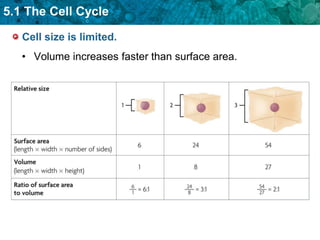 Unit 5 The Cell Cycle And Mitosis | PPTX