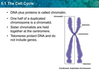 Unit 5 The Cell Cycle And Mitosis | PPT