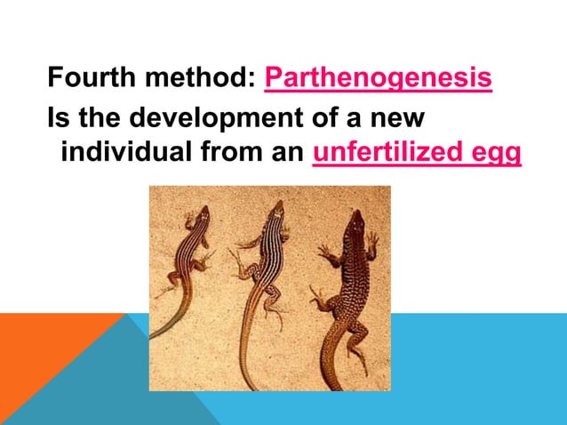 Unit 5 animal reproduction and development | PPTX