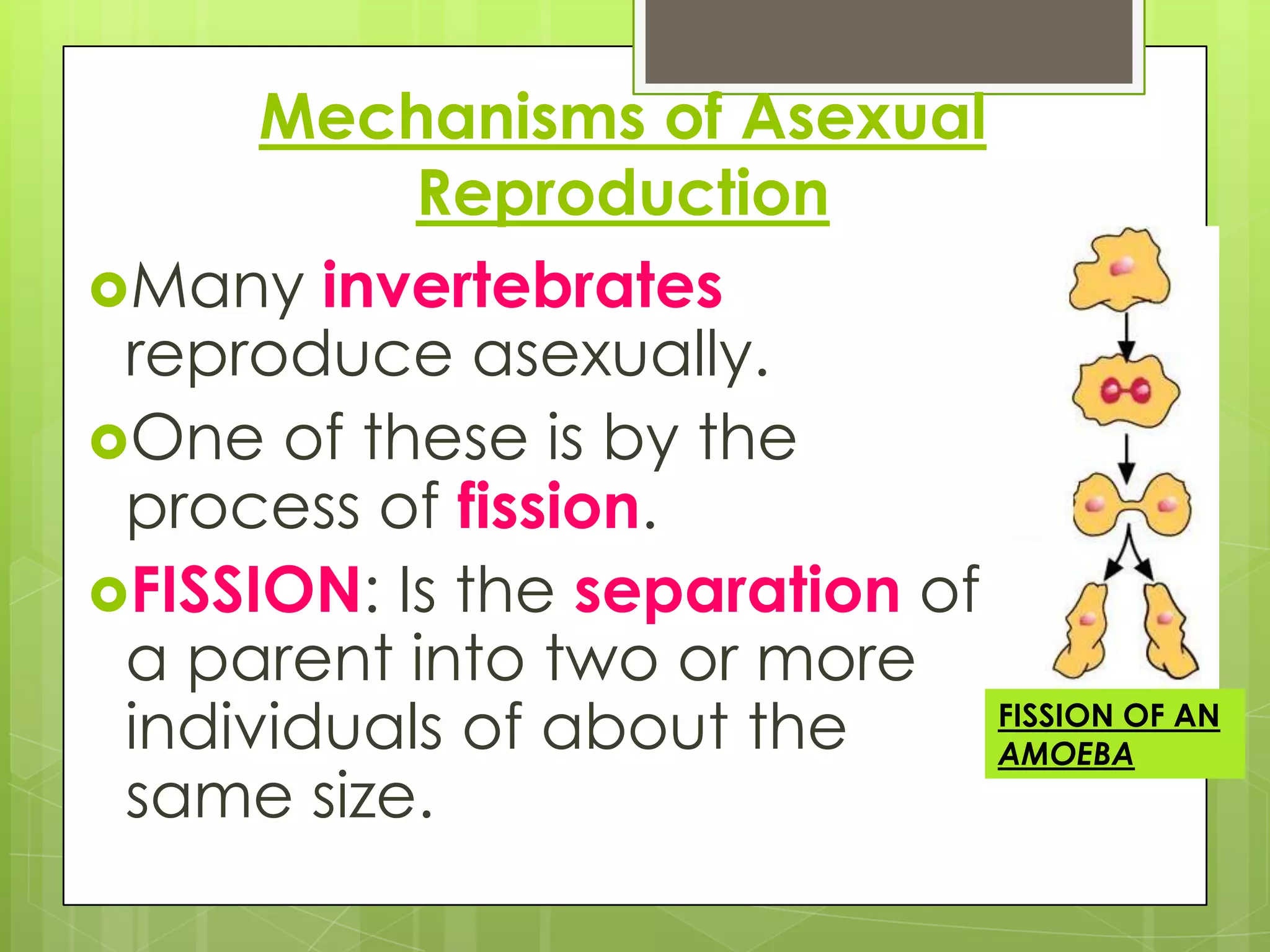 Unit 5 animal reproduction and development | PPTX