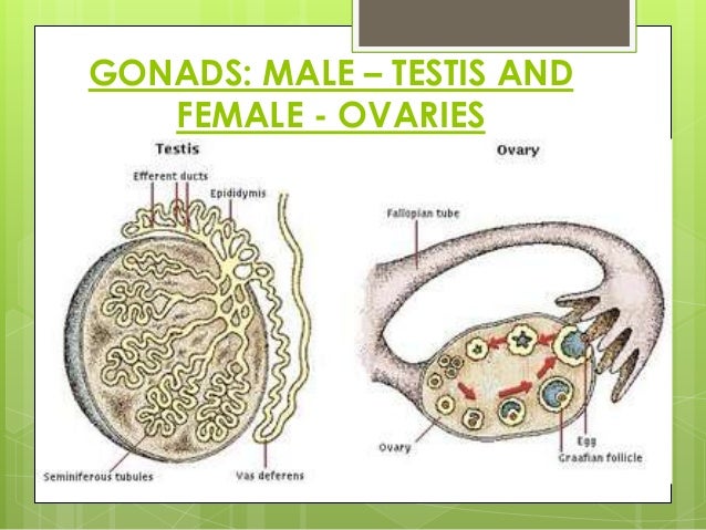 Unit 5 animal reproduction and development