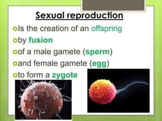 Unit 5 animal reproduction and development | PPTX