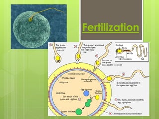 Unit 5 animal reproduction and development | PPT