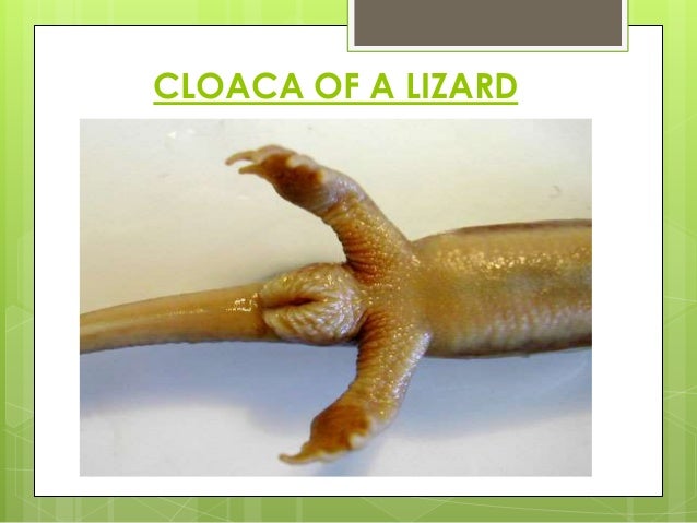 Unit 5 animal reproduction and development