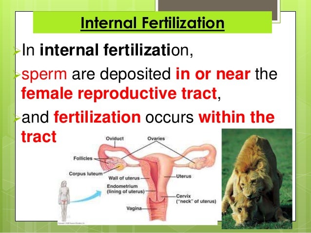Unit 5 animal reproduction and development