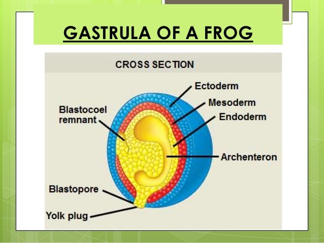 Unit 5 animal reproduction and development