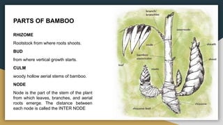 unit 5 Bamboo.pdf