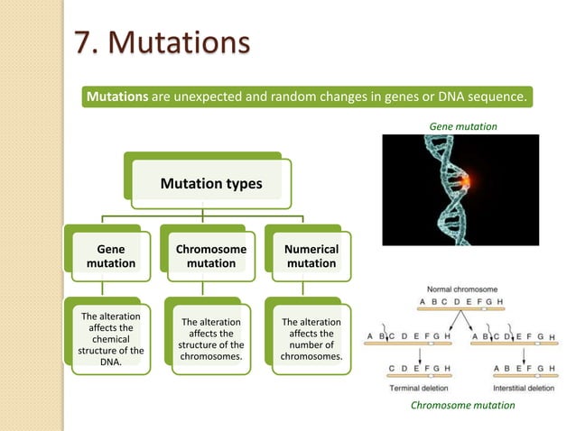 Unit5 Biological Inheritance | PPT