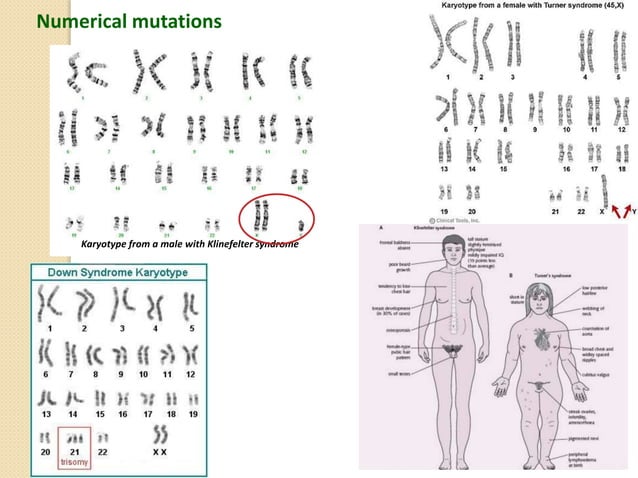 Unit5 Biological Inheritance | PPT