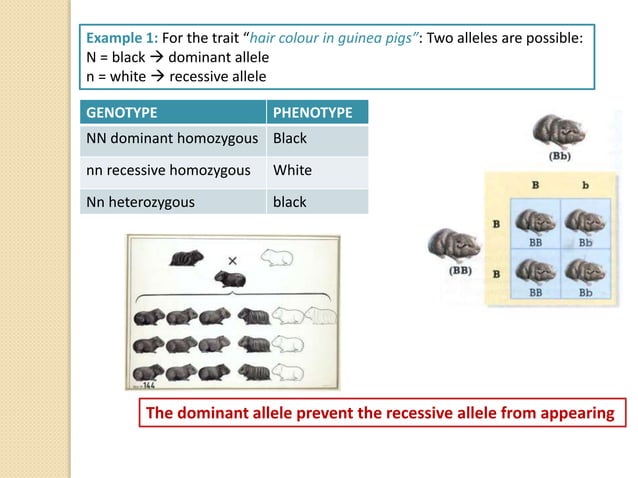 Unit5 Biological Inheritance | PPT