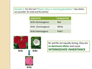 Unit5: Biological Inheritance | PPTX