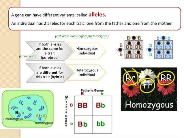 Unit5: Biological Inheritance
