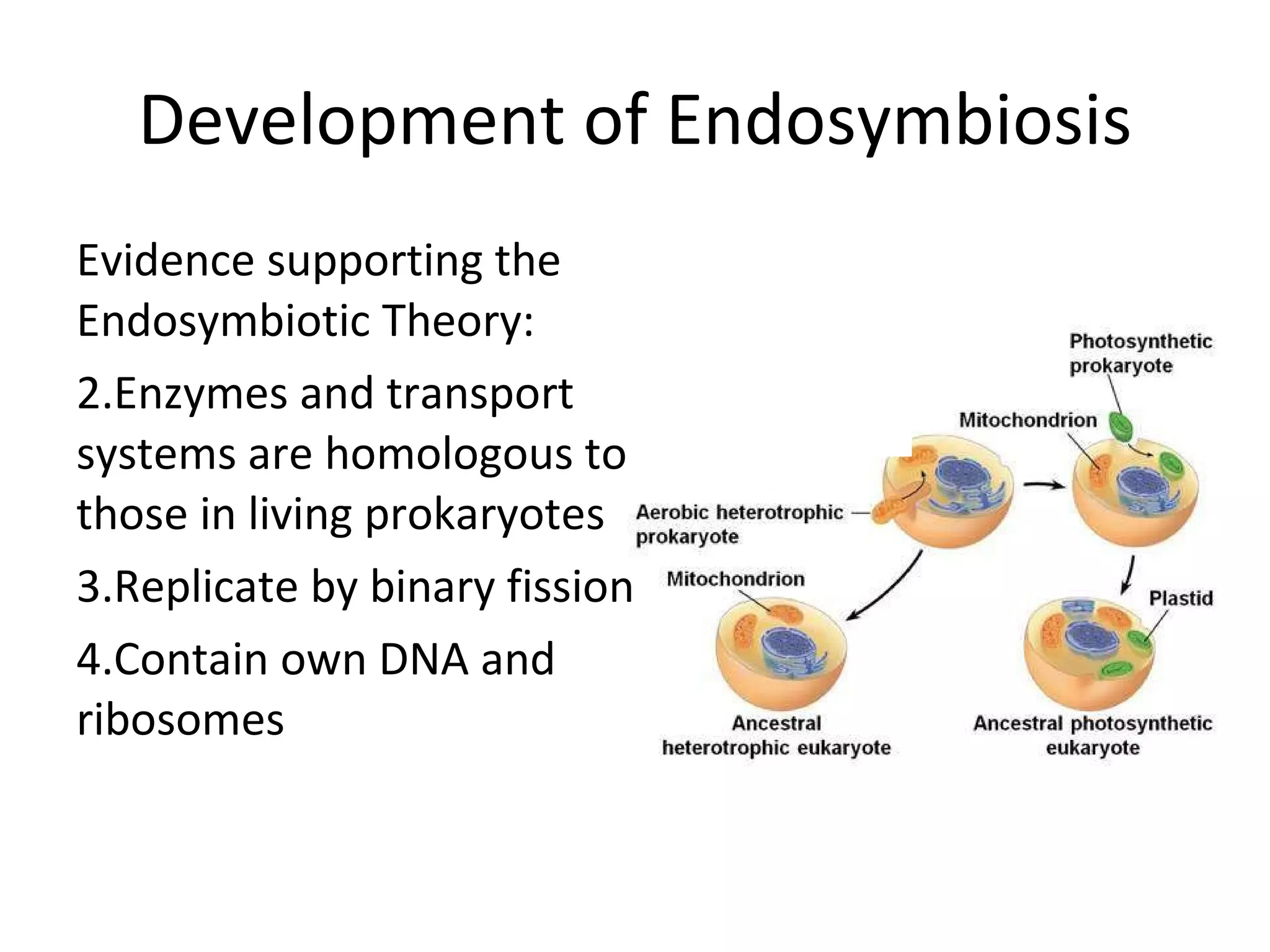 Endosymbiotic Theory Short Lecture | PPT