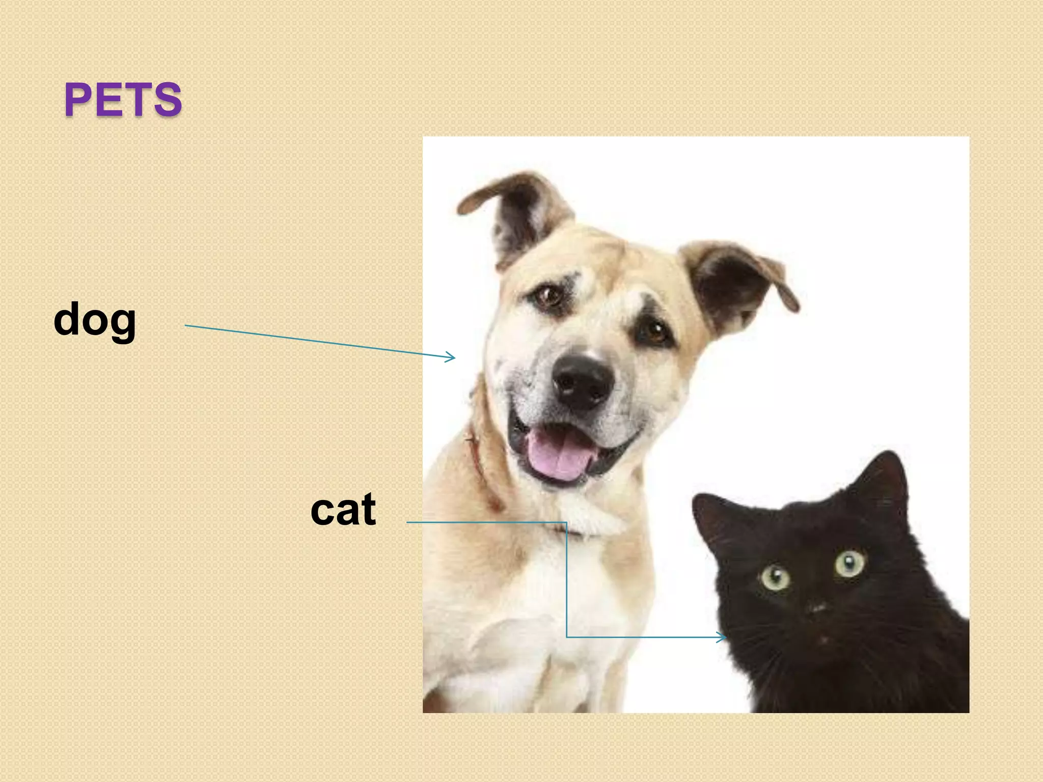 Unit 5c pets and farm animals | PPTX