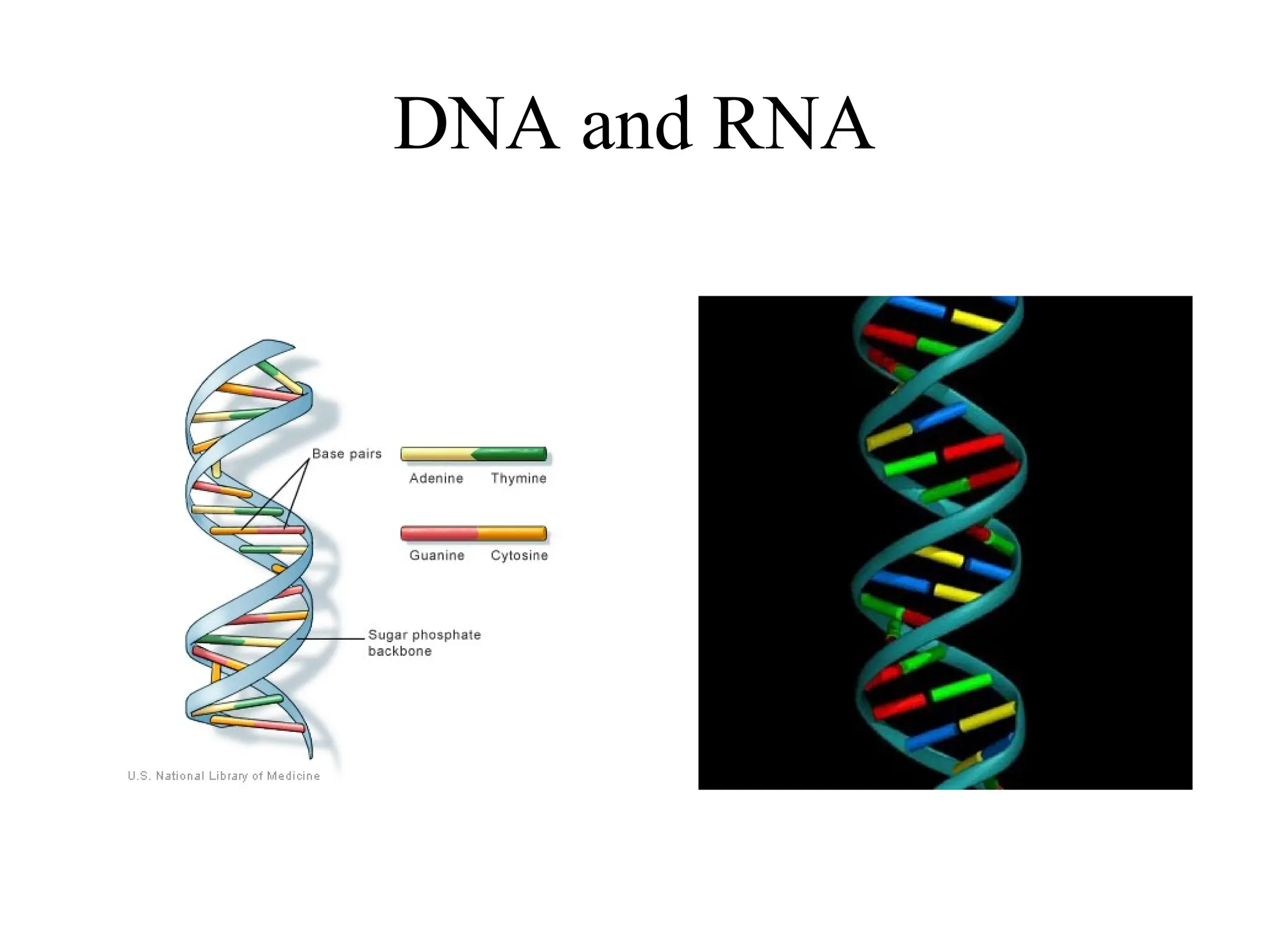 Grade 10 Science - Biology Unit 5 DNA and RNA.ppt