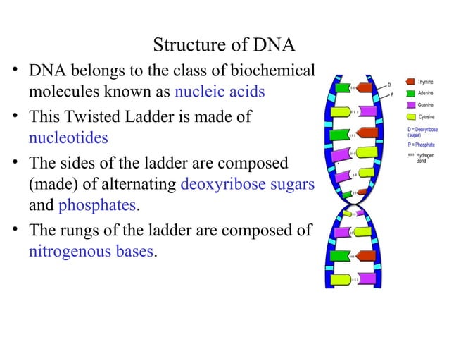 Grade 10 Science - Biology Unit 5 DNA and RNA.ppt