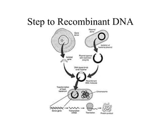 Grade 10 Science - Biology Unit 5 DNA and RNA.ppt