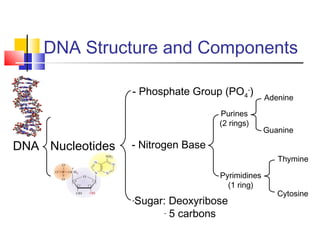 Unit 5 dna etc for moodle 2013 | PPT