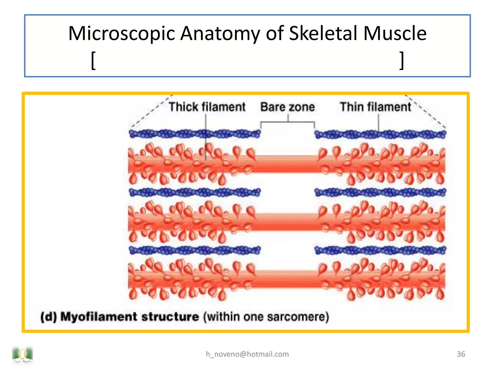 Unit 5 Muscular System | PPT