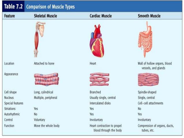 Unit 5 Muscular System unit-5-muscular-system