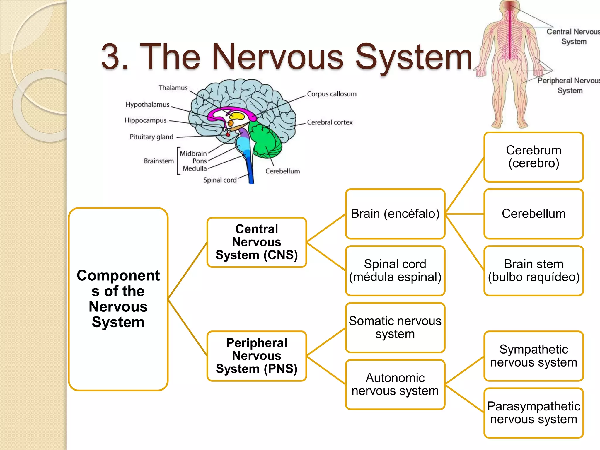 Unit 5 Nervous System | PPT
