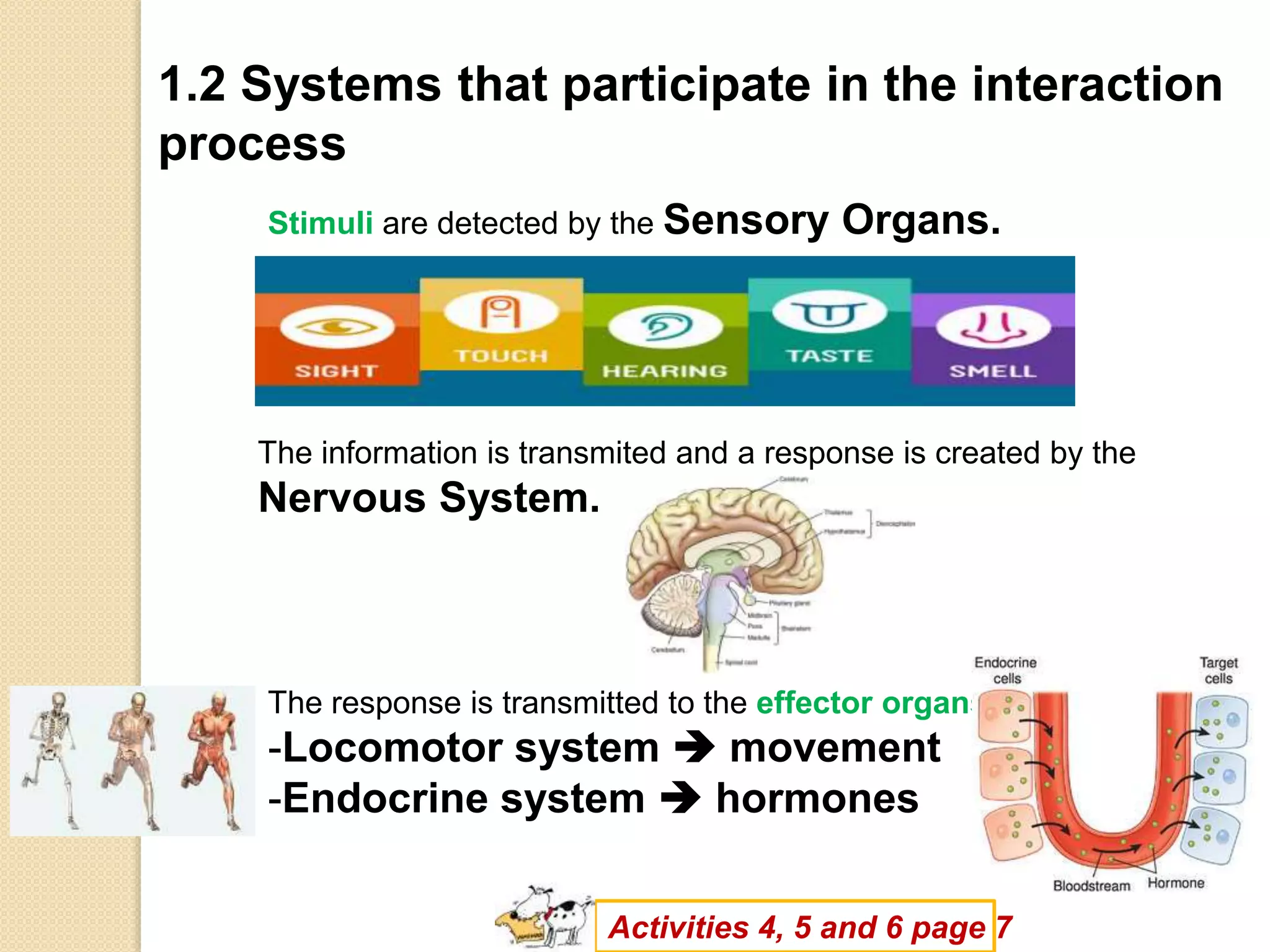 Unit 5 Nervous System | PPT