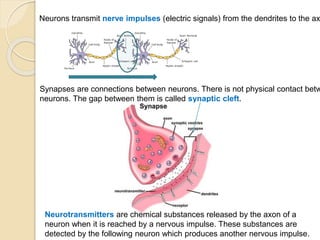 Unit 5 Nervous System | PPT
